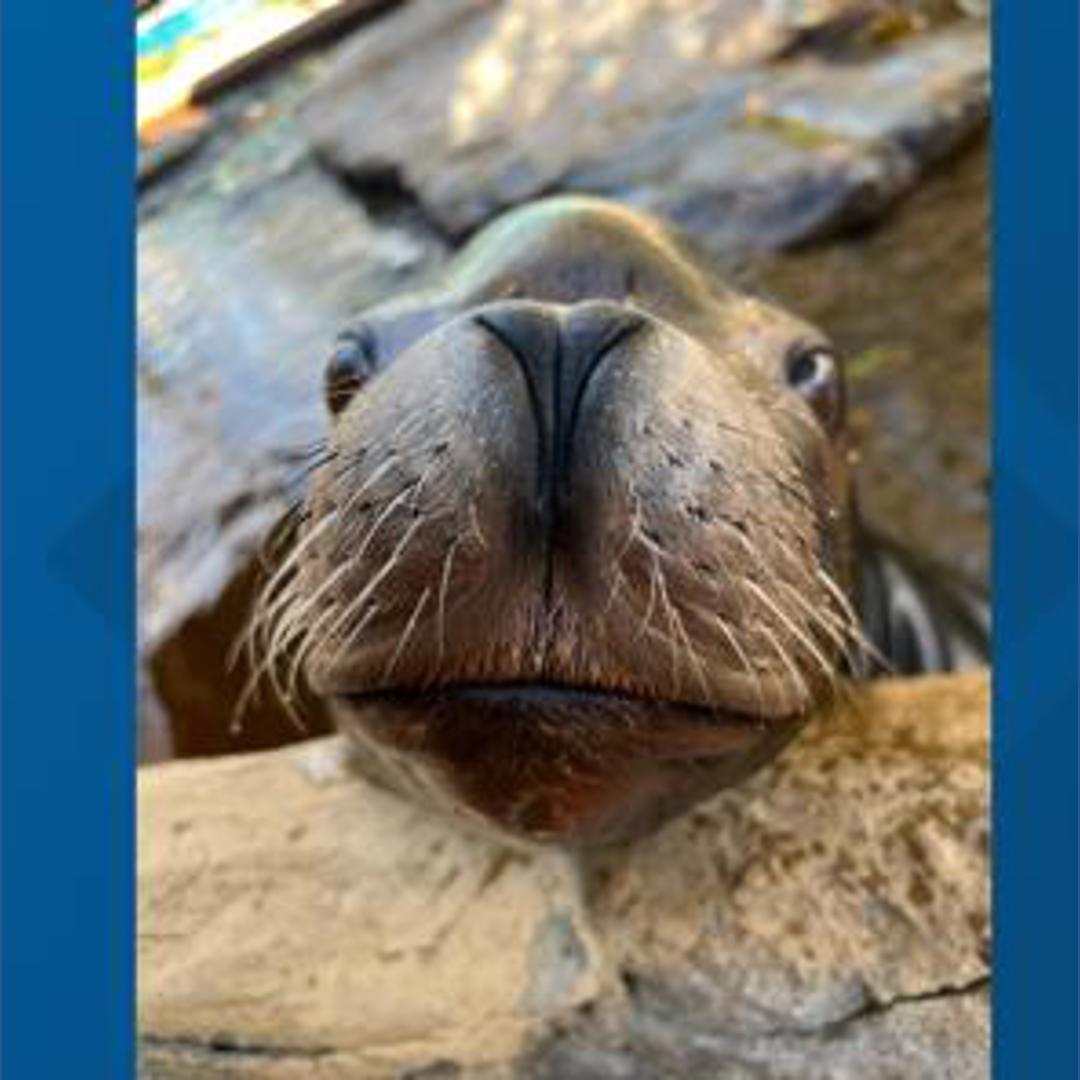 Denver Zoo's Nick the sea lion dies | 9news.com