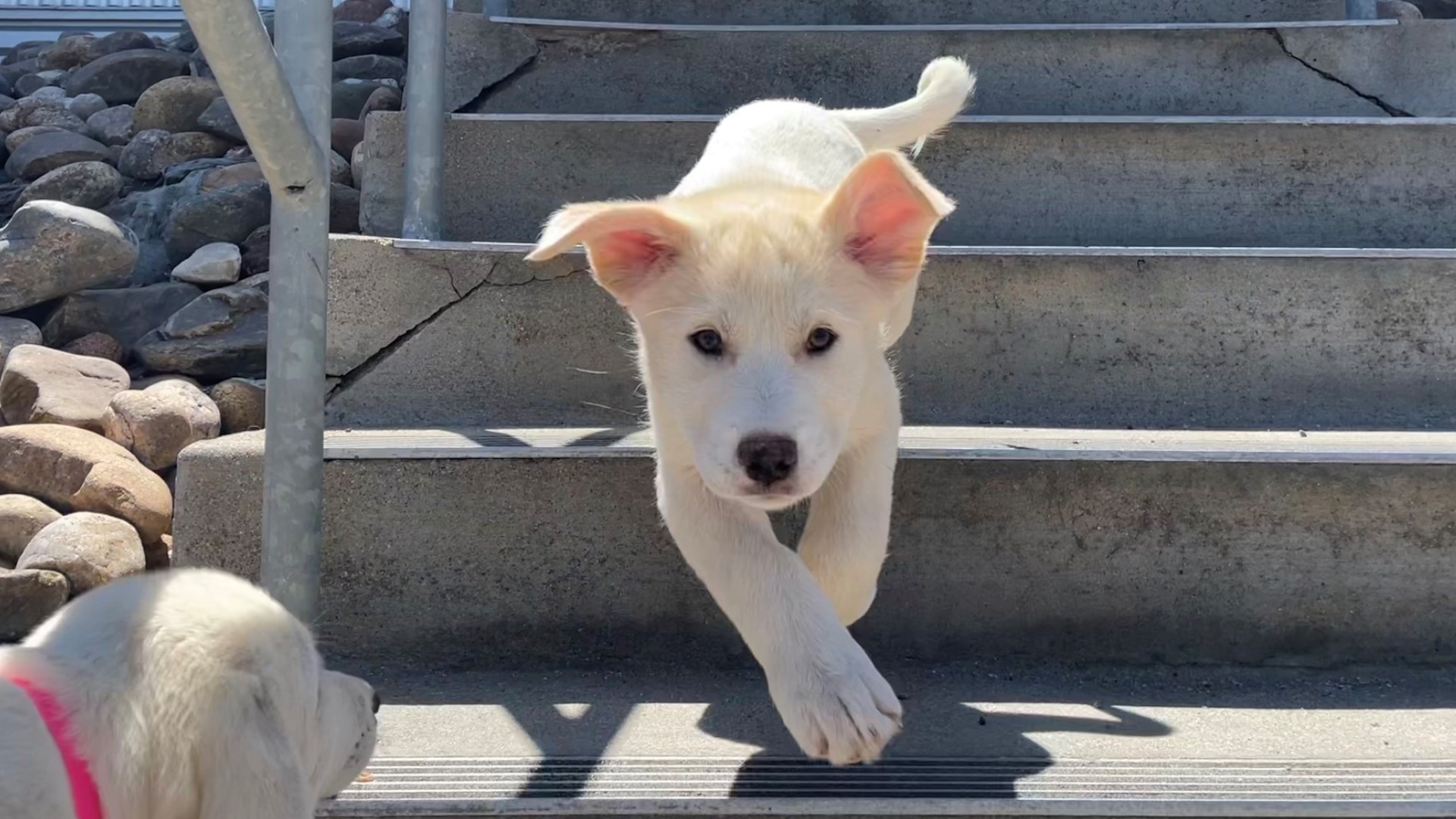 Dogs displaced in Oklahoma tornado looking for homes in Colorado ...