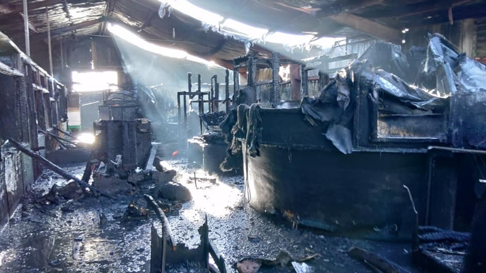 Fire kills reptiles, birds at alligator park in Colorado | 9news.com