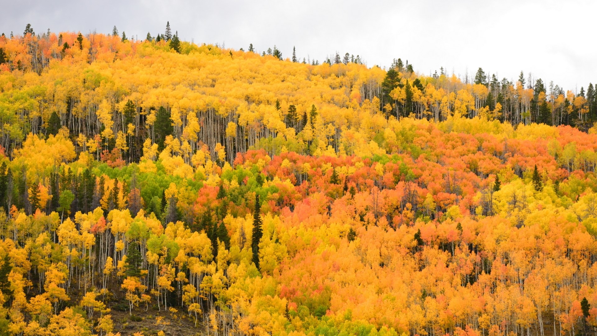 Colorado fall colors guide: When and where leaves peak in 2022 | 9news.com