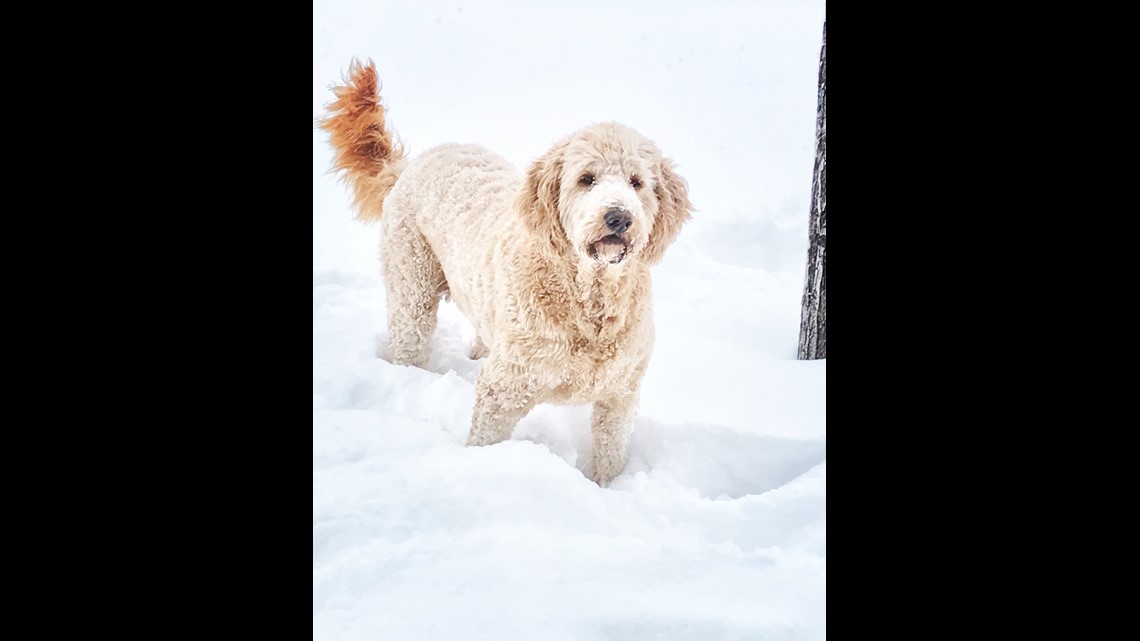 PHOTOS: Your dogs enjoying the Nov. 26 snow storm | 9news.com