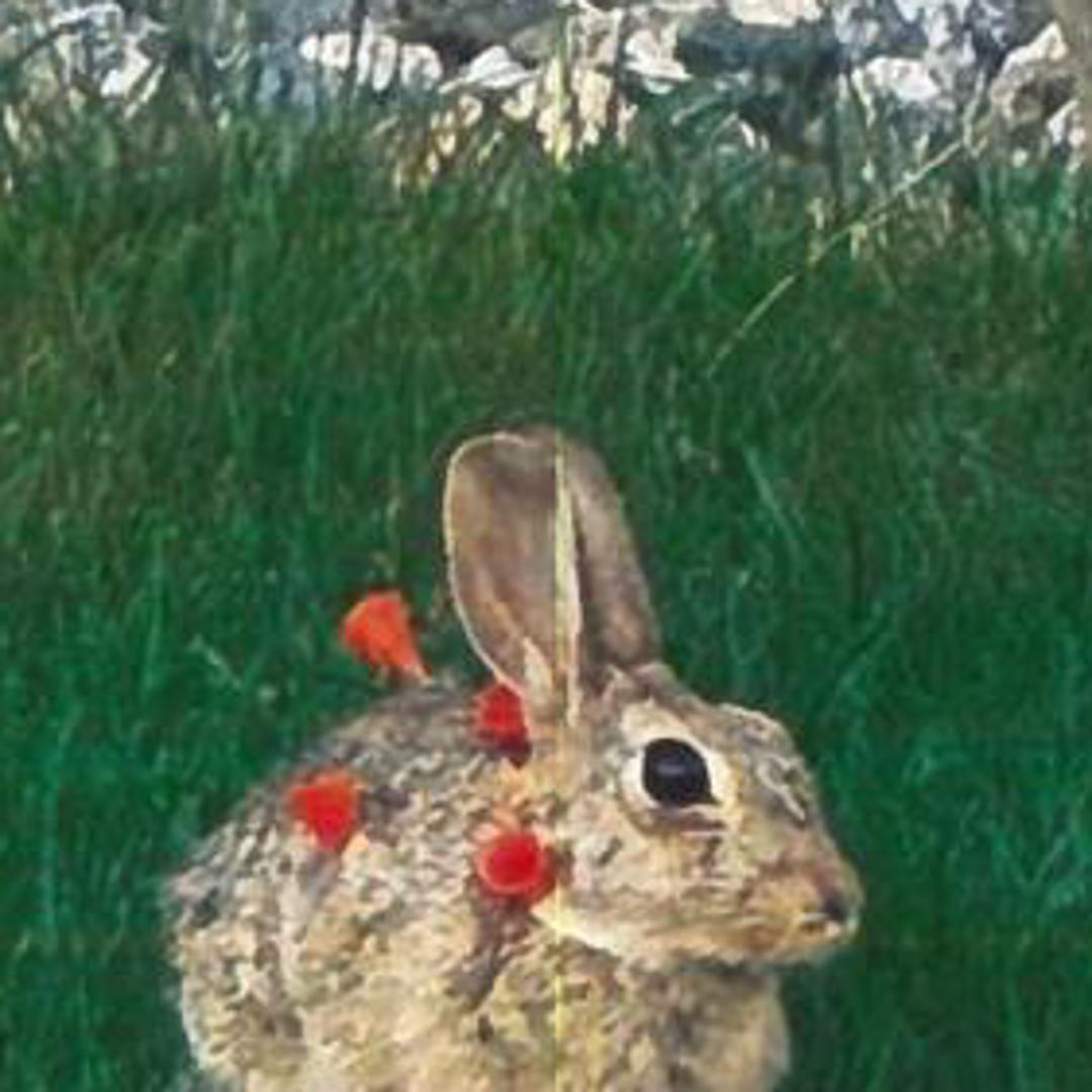 Aurora seeks help finding dart shooter targeting rabbits | 9news.com
