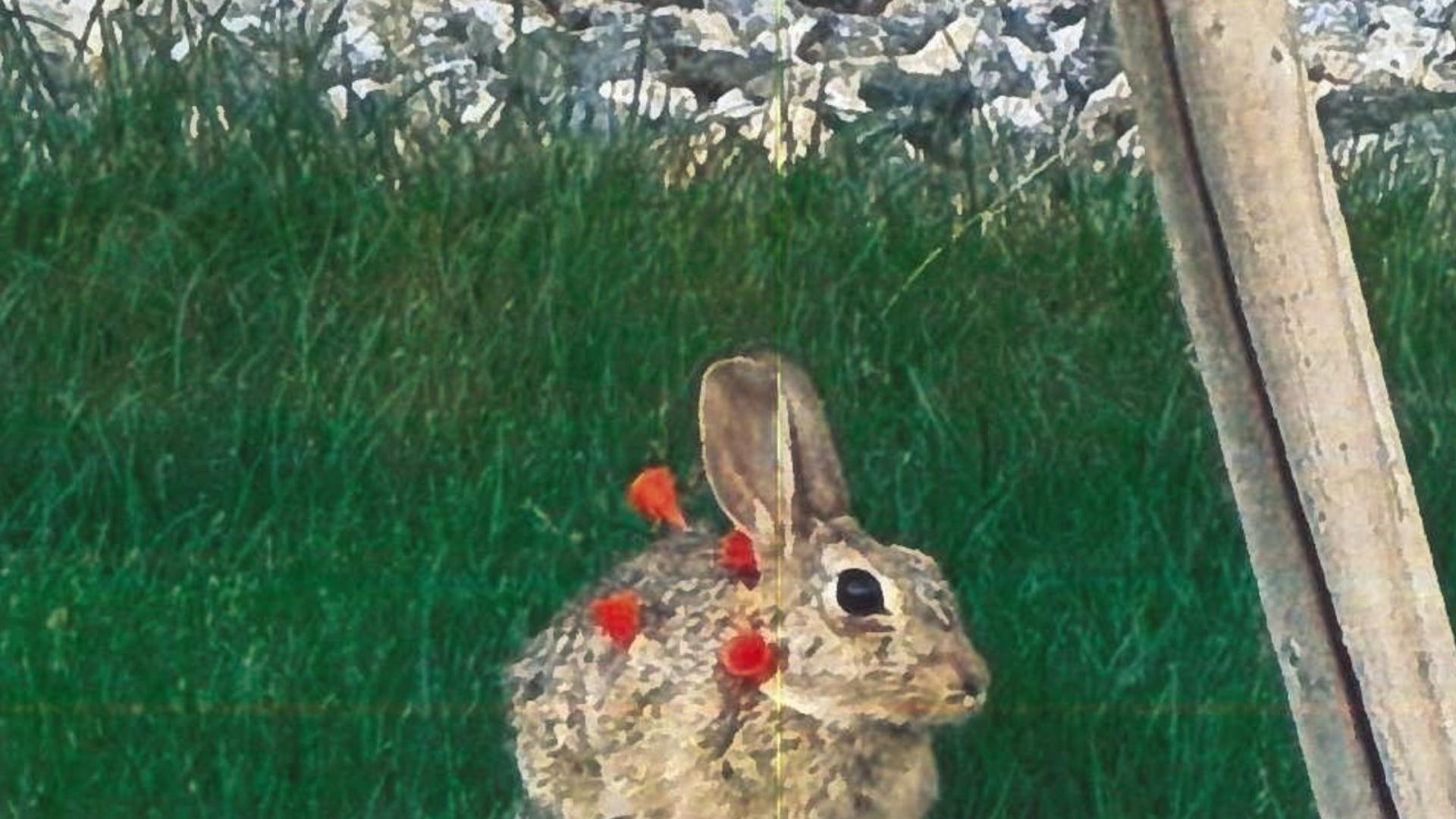 Aurora seeks help finding dart shooter targeting rabbits | 9news.com