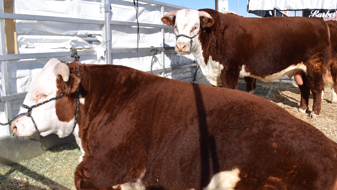 Spotlighting the female ranchers of the National Western Stock Show ...