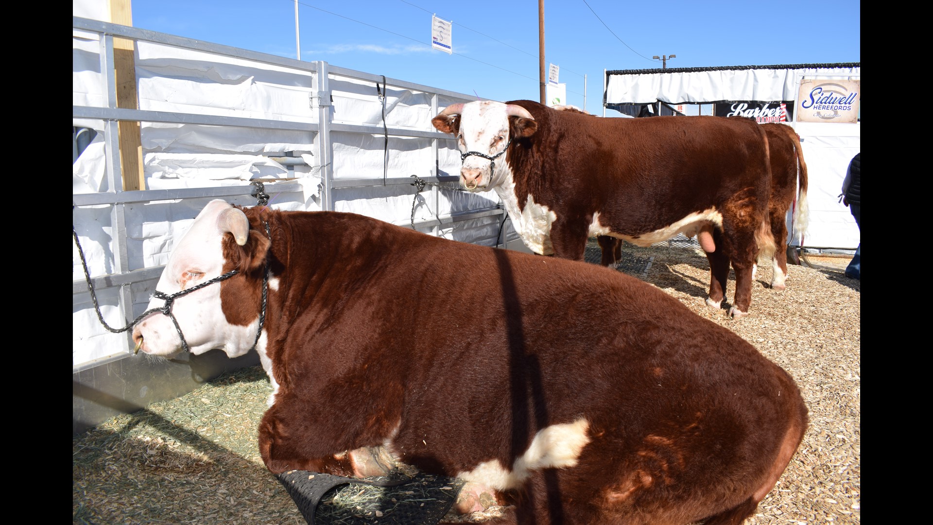 Spotlighting the female ranchers of the National Western Stock Show ...