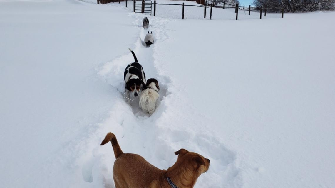 9 cute videos of Colorado's dogs dealing with the blizzard | 9news.com