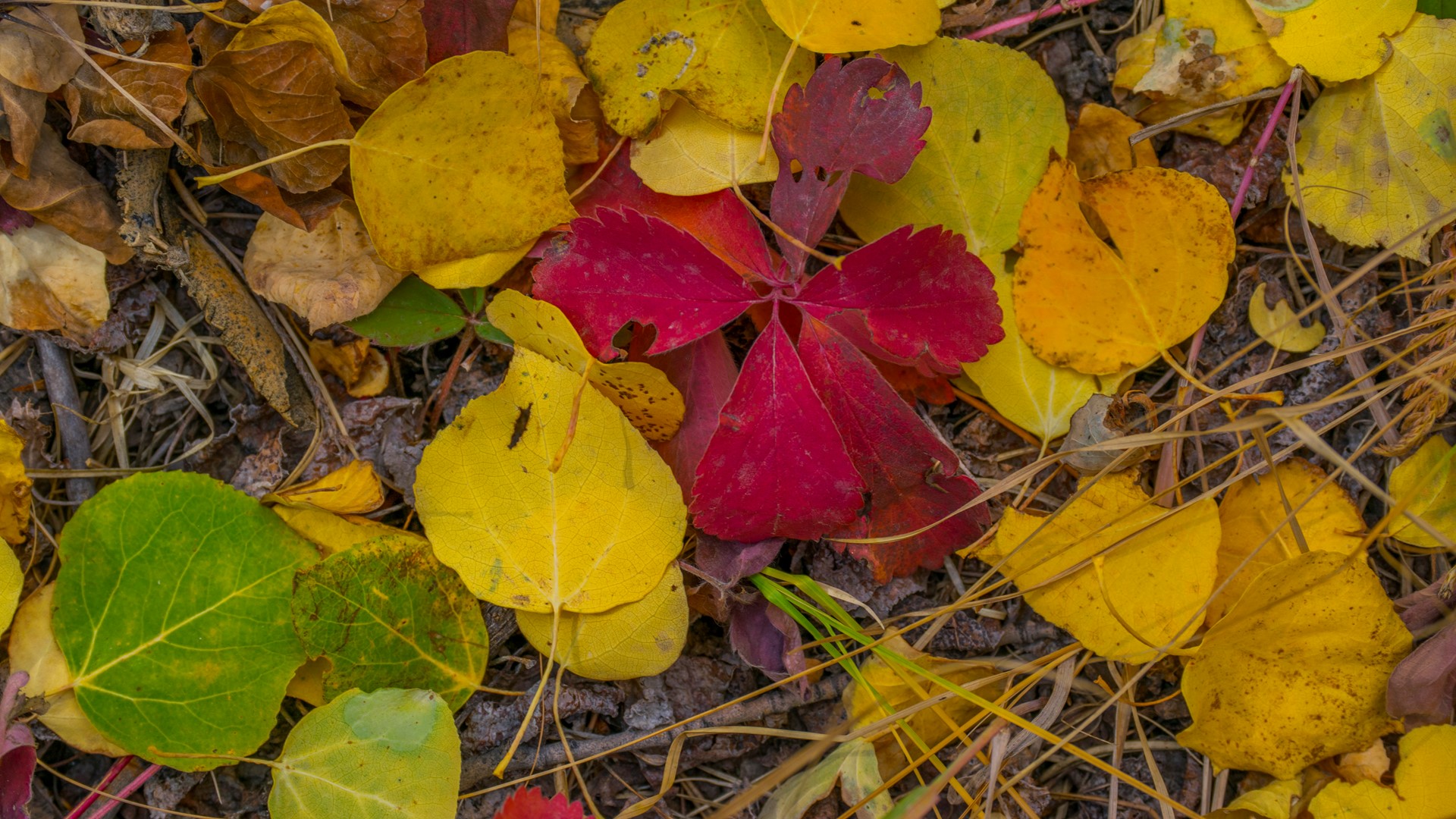 Where to see fall colors in Colorado this weekend | 9news.com