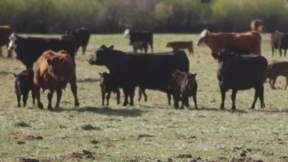 Colorado ranchers worry about wolves as they move cattle to public ...