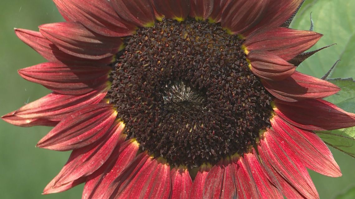 Here are some unique plants to grow from seed in your garden | 9news.com