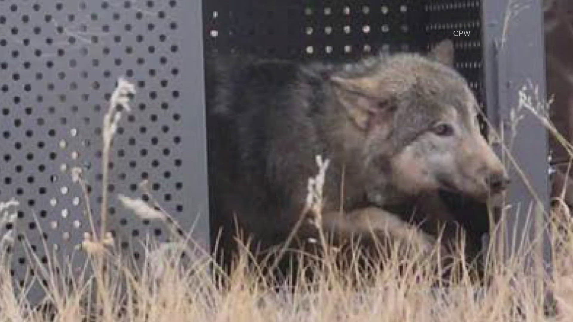 Collared wolf reintroduced in Colorado dies in Wyoming | 9news.com
