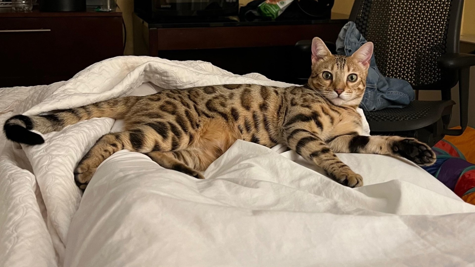 Missing Bengal show cat found safe at Denver airport | 9news.com
