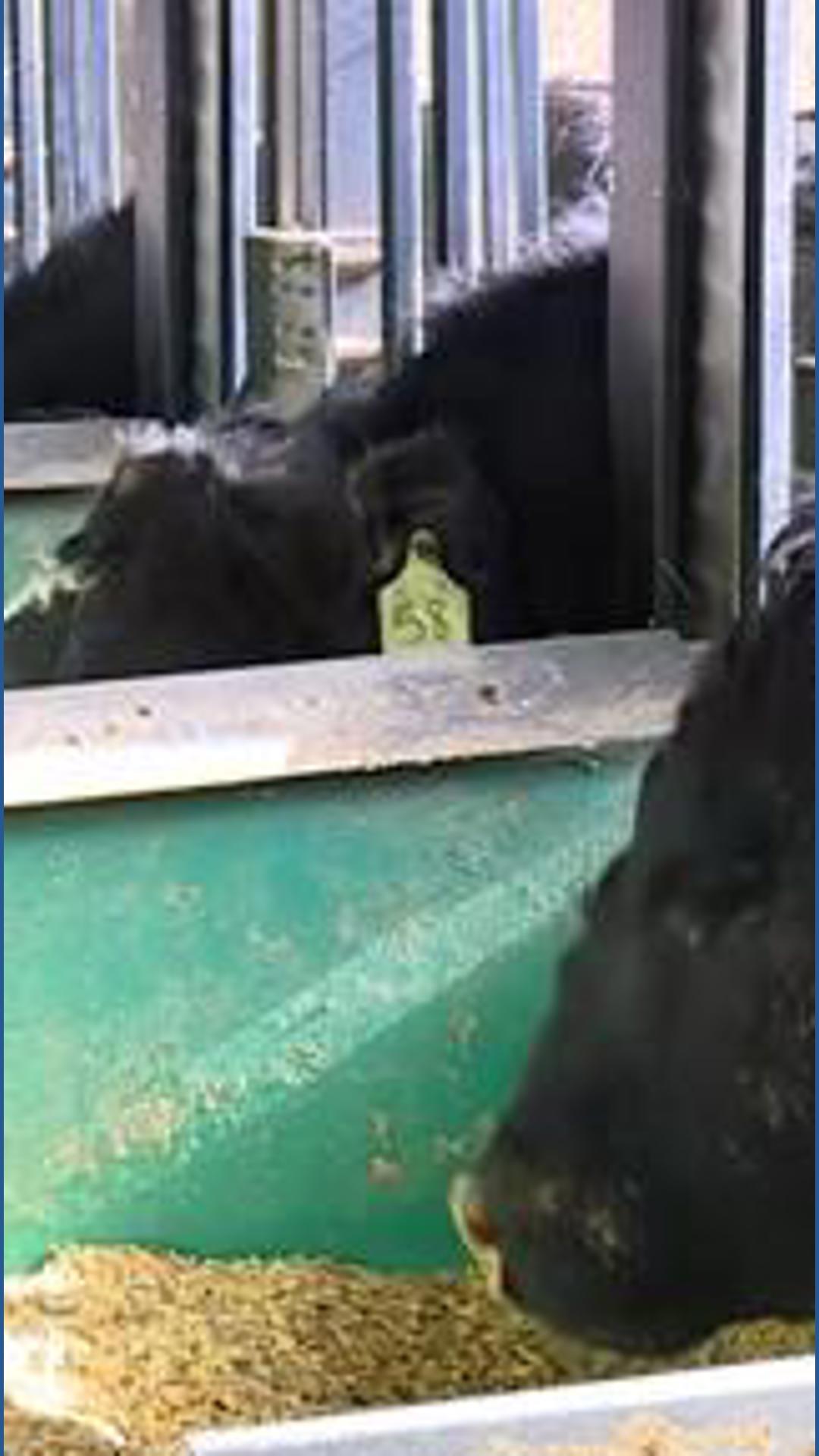 CSU studying cow burps and climate change | 9news.com