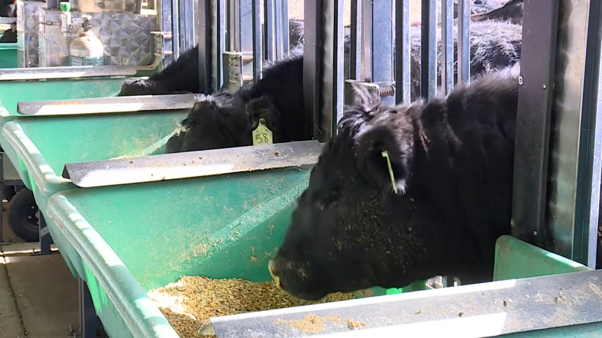 Climate researchers at CSU capture cow burps | 9news.com