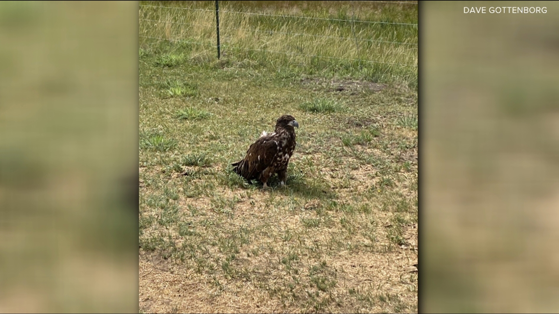 Bald eagle released after a year of rehabilitation | 9news.com