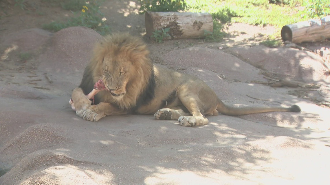 Denver Zoo efforts helping save threatened lions in Africa | 9news.com