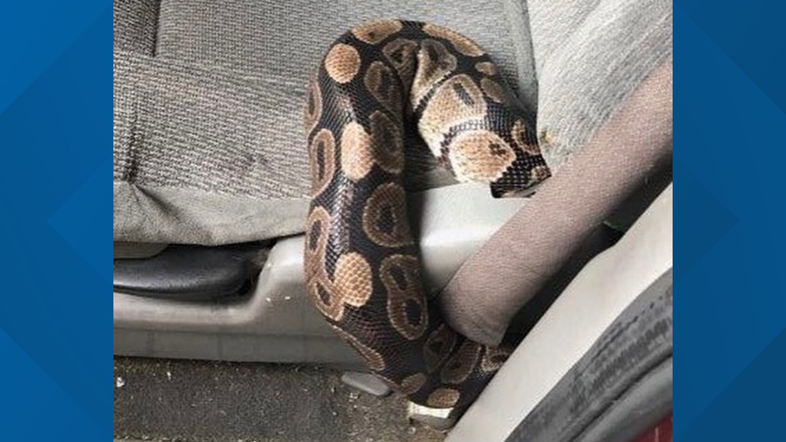 Snakes in a car? Animal Protection officers rescue snake | 9news.com