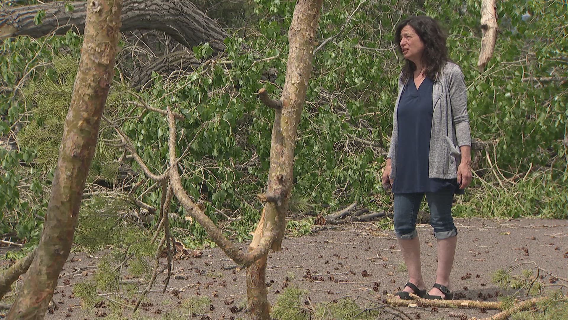 Lakewood residents protest tree removal near Belmar Park | 9news.com
