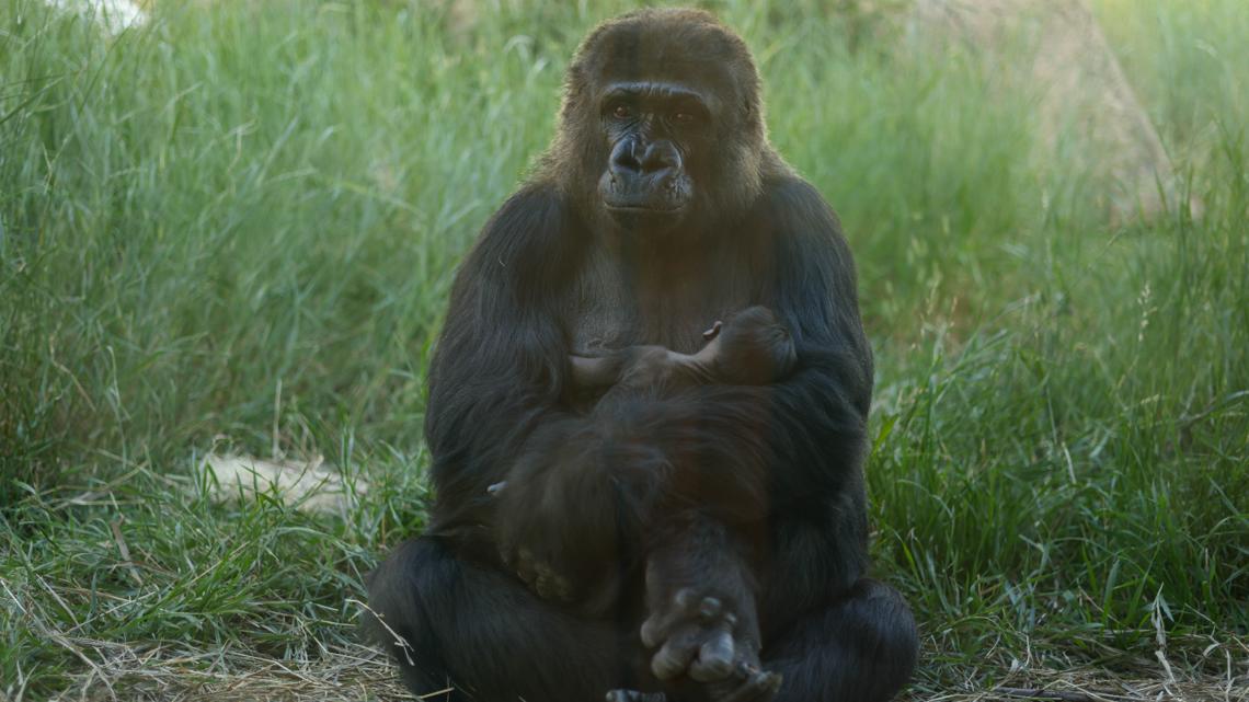 Cheyenne Mountain Zoo welcomes endangered baby gorilla after 13 years | 9news.com