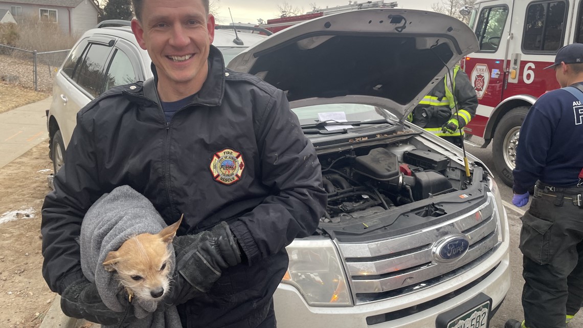 Firefighters save dog that sought warmth under vehicle's hood | 9news.com