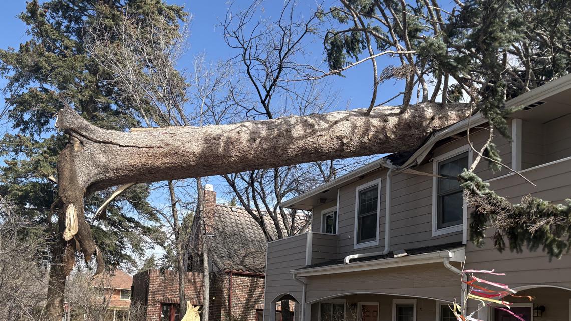 Fort Collins estimates 200+ trees damaged in windstorm event | 9news.com