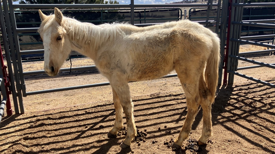 Neglected 8-month-old colt recovering at animal shelter | 9news.com
