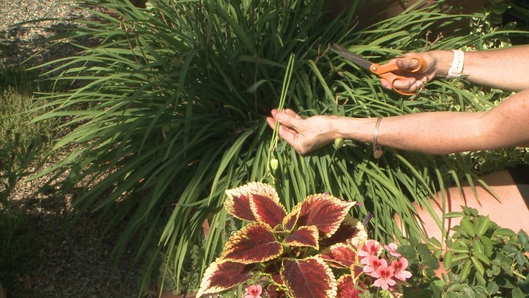 Proctor's Garden: How to properly deadhead plants | 9news.com