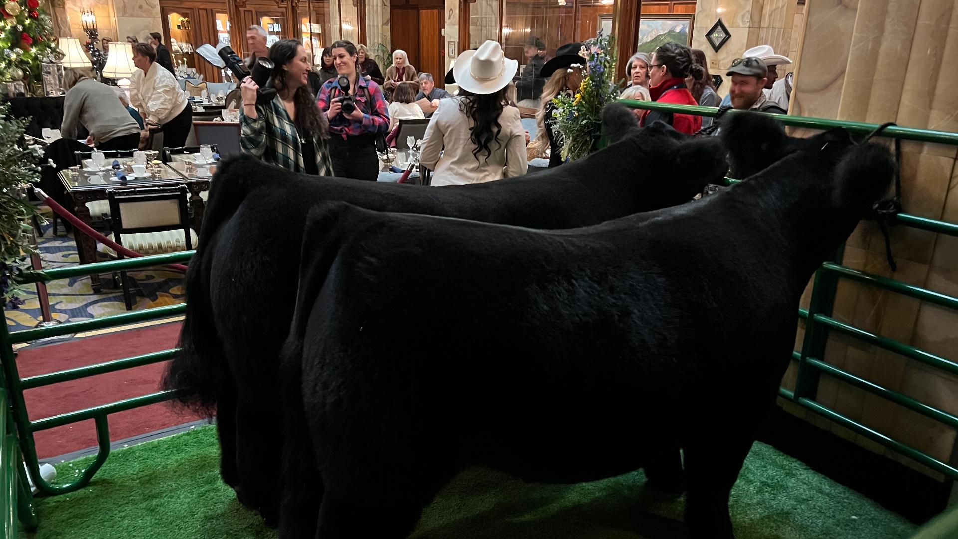 Brown Palace hotel hosts grand champion steers of 2025 Stock Show ...