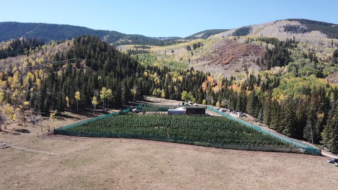 Colorado cannabis growers look for sustainable solutions | 9news.com