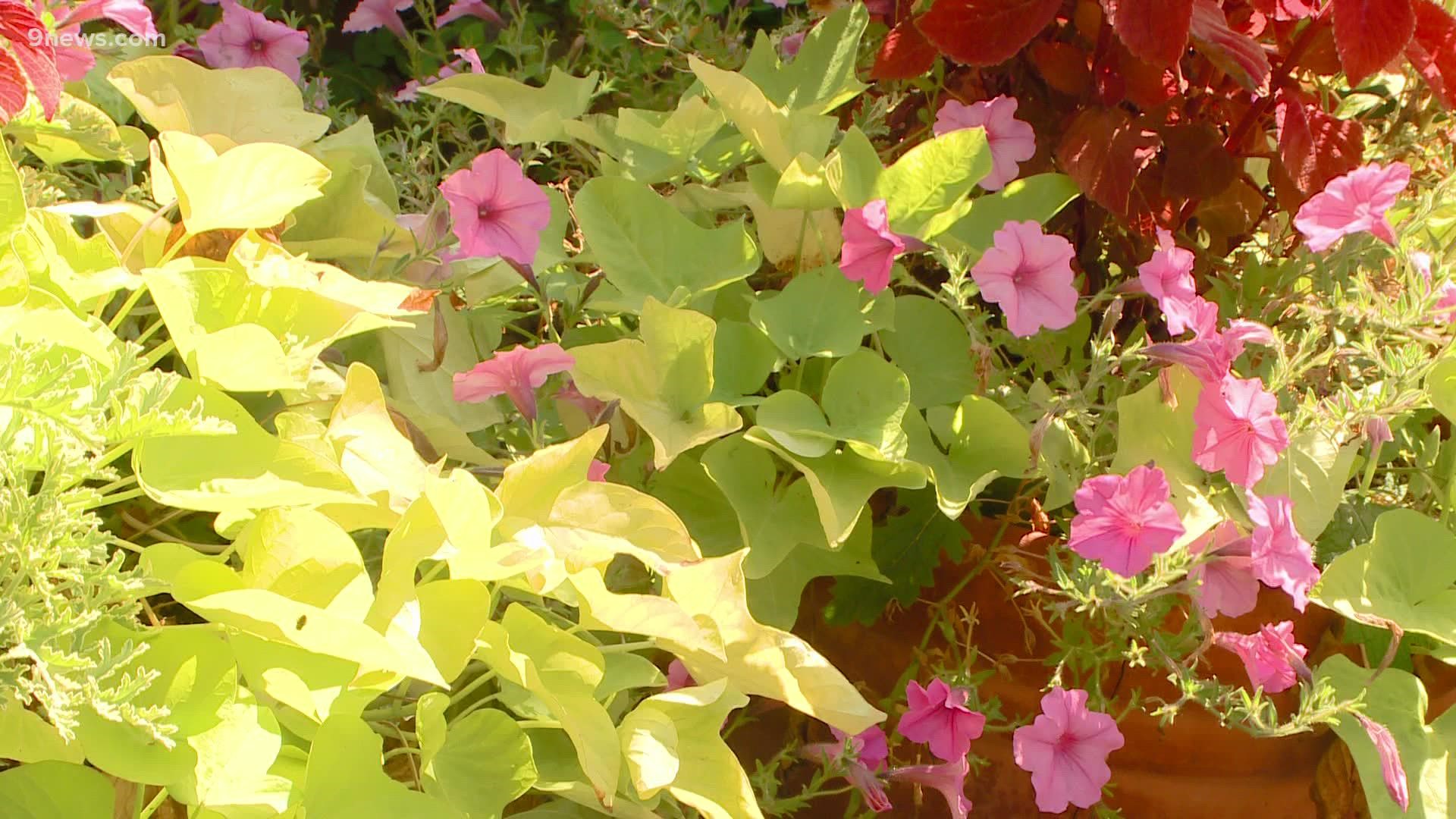 Proctor's Garden | Features | 9NEWS.com | 9news.com