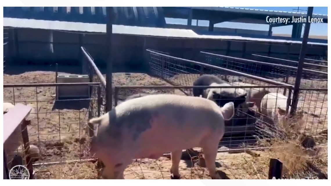 Fred the 400-pound pig finds new home among high school students ...