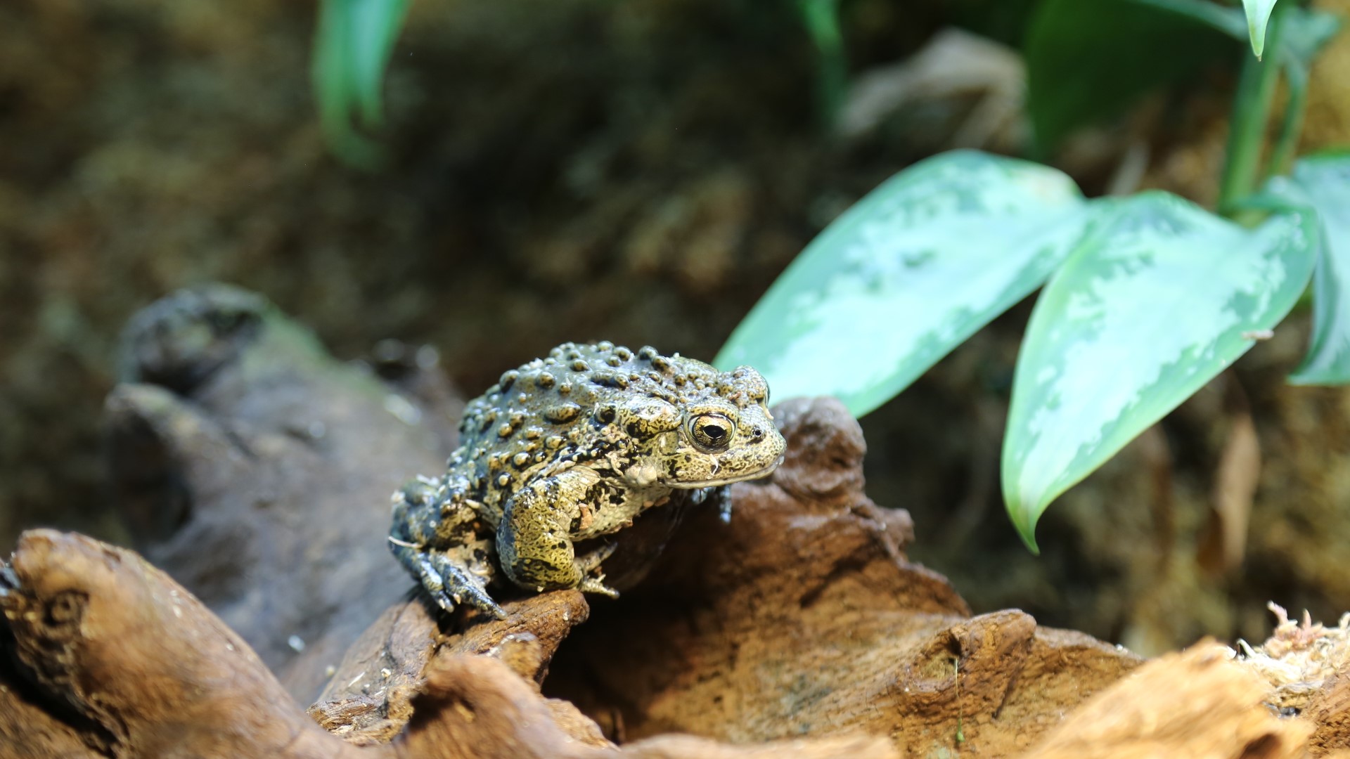 Denver Zoo, CPW working to save endangered boreal toads | 9news.com