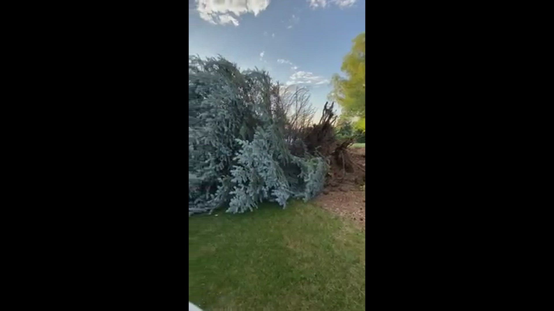 Mighty blue spruce, no more. | 9news.com