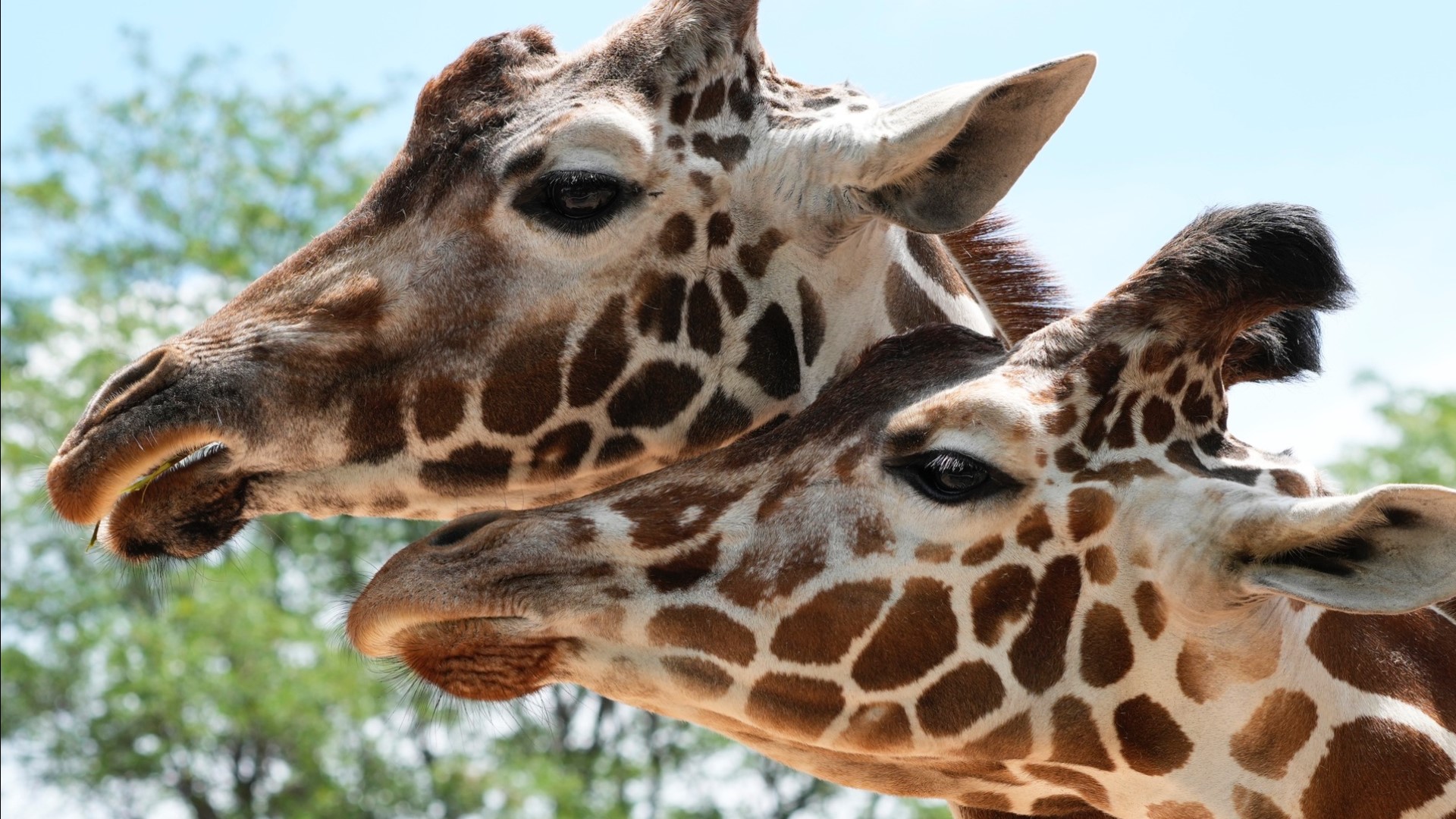 Denver Zoo giraffe dies | 9news.com