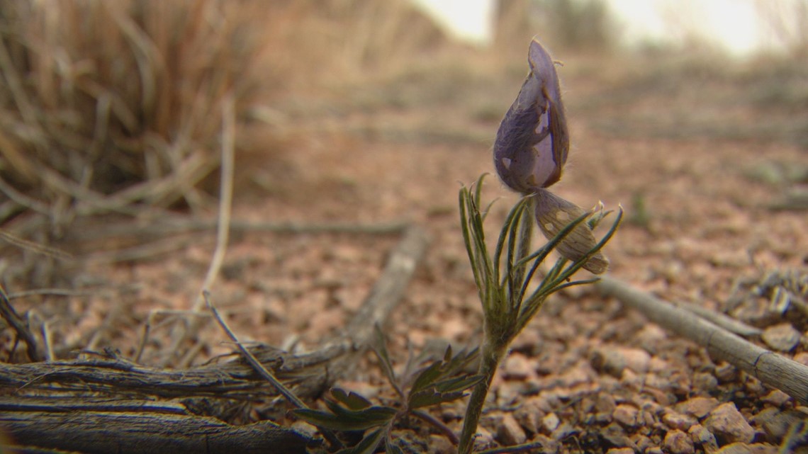 The Hayman Fire, 20 years later | 9news.com