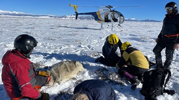 New Colorado wolf license plate raises money to mitigate conflict ...