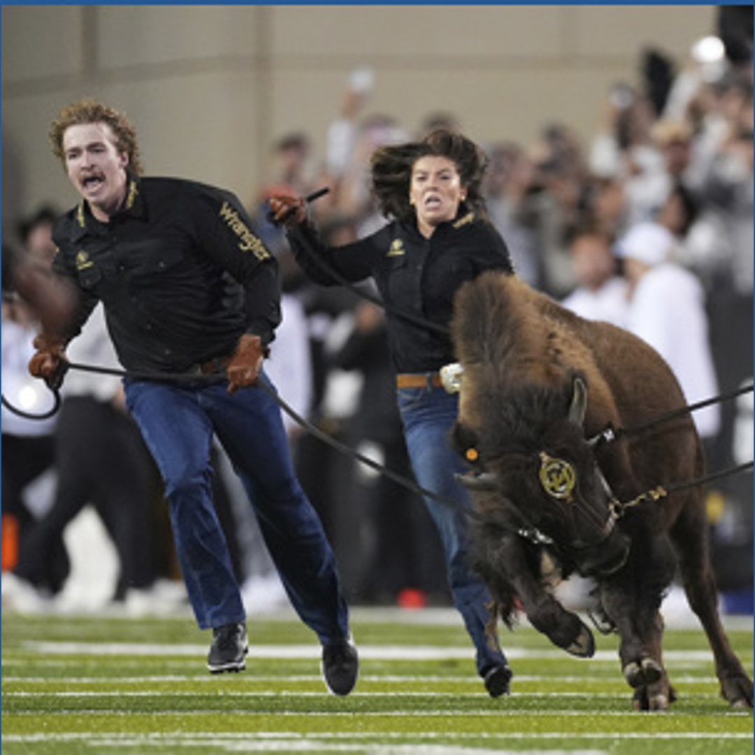 Ralphie VII debuts at Colorado vs. Wyoming game | 9news.com