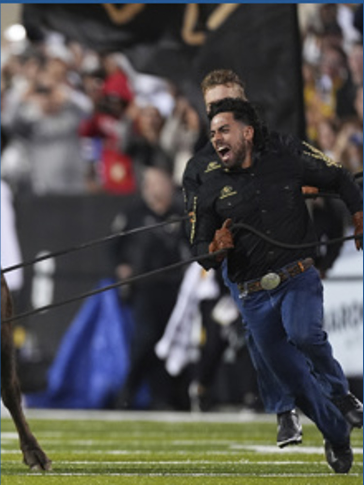 Ralphie VII debuts at Colorado vs. Wyoming game | 9news.com