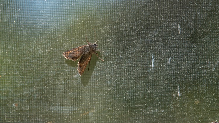 Miller moths return in Colorado: Why you should not kill them | 9news.com
