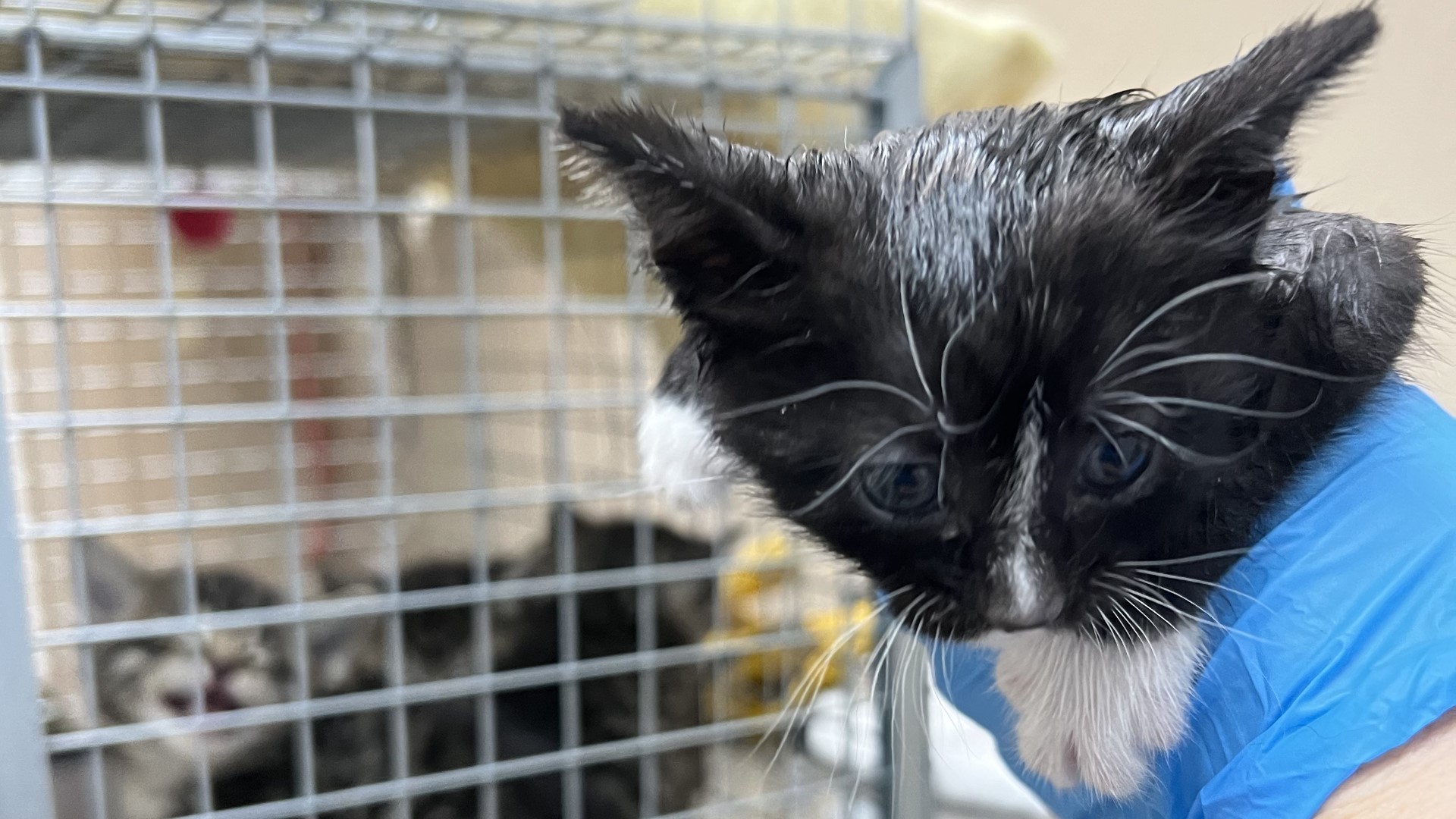 House fire displaces dozens of cats in Colorado town | 9news.com