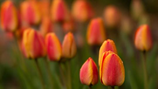 Tulip time in Colorado: 9NEWS viewers share their best tulip pics ...