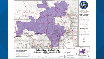 Wolves in Colorado | CPW tracks wolves south of I-70 | 9news.com