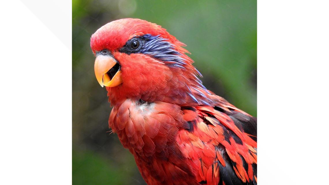 Popular 24-year-old parrot 'Captain America' dies at Denver Zoo | 9news.com