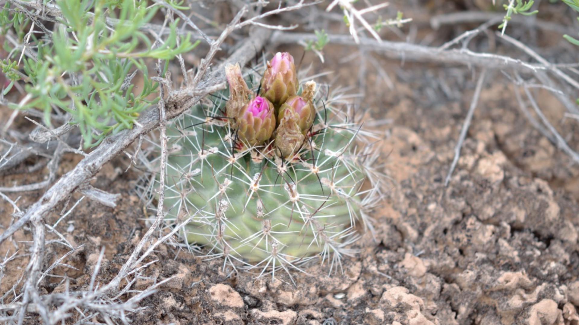 Colorado cactus removed from endangered plants list | 9news.com