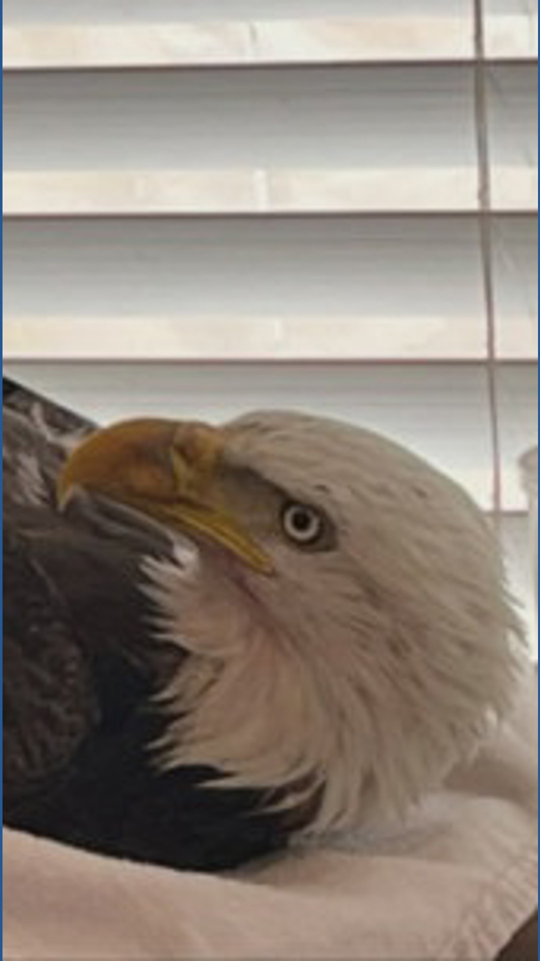 Bald eagle shot with ball bearing in Northglenn | 9news.com