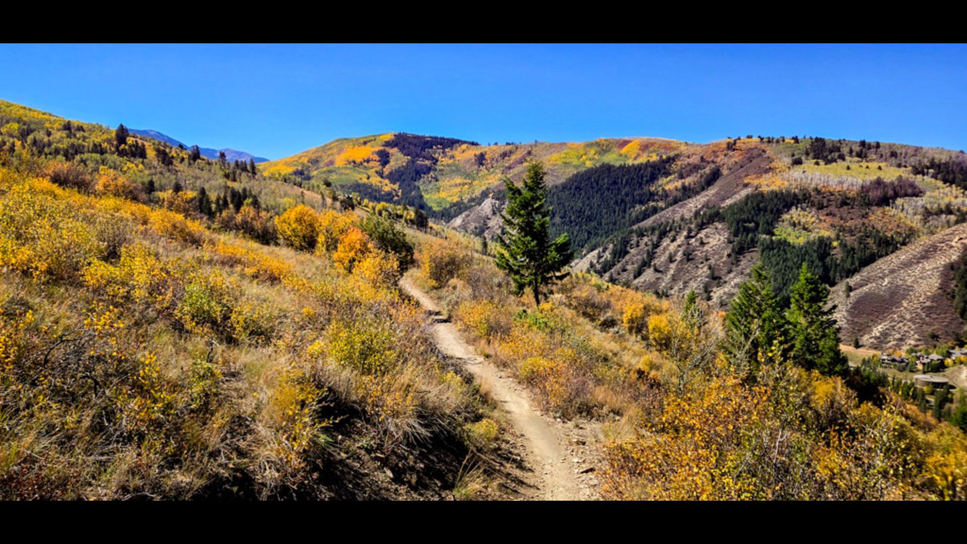 Peak fall color in Colorado: Where to see yellow leaves | 9news.com