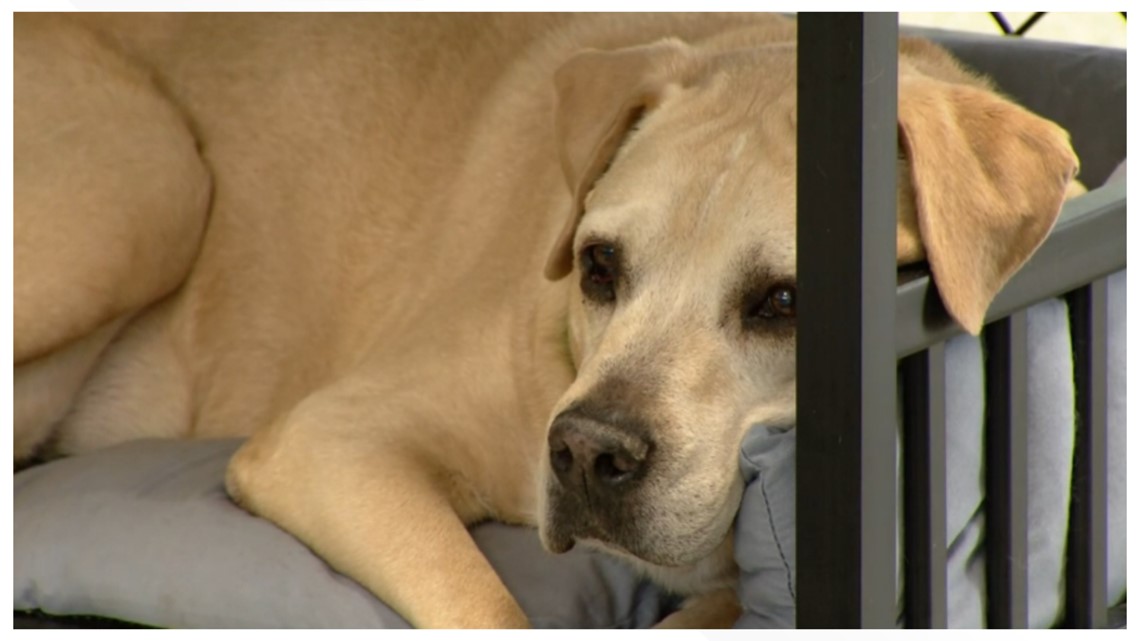Sanctuary offers shelter to senior dogs | 9news.com