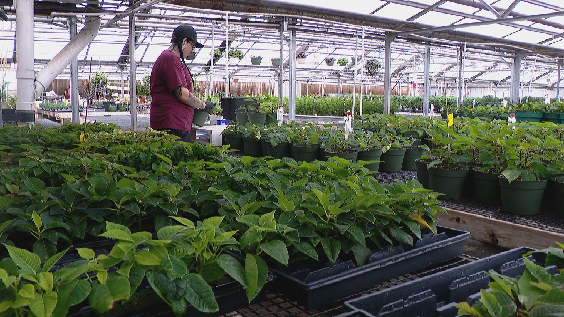 Poinsettia care: Not just a plant to toss after the holidays | 9news.com