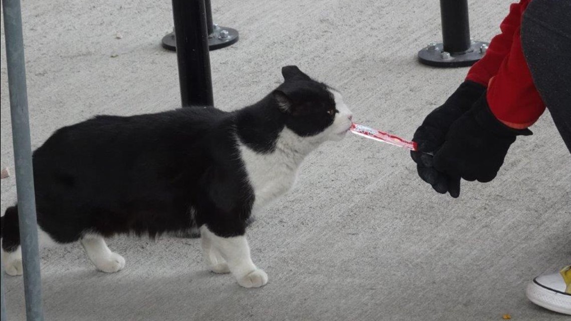 Q&A: What is TNR for feral cats and how does it work? | 9news.com