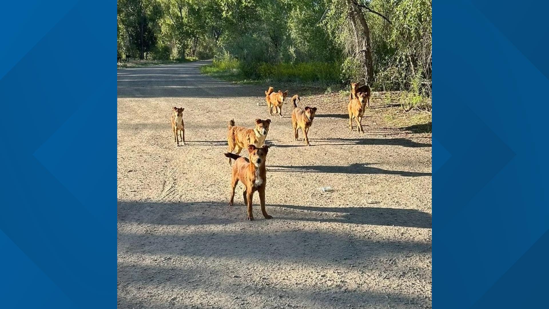 8 abandoned dogs find refuge at Colorado shelter | 9news.com