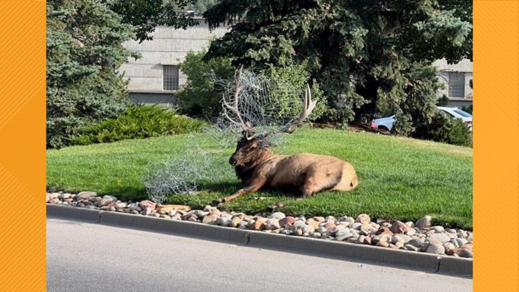 CPW officers rescue elk with antlers tangled in fencing | 9news.com